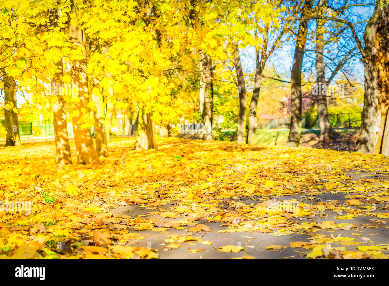 Fresh yellow maple fall tree foliage on park, retro toned Stock Photo ...