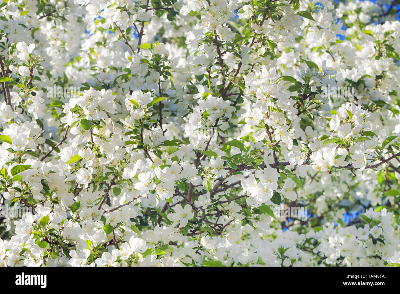 background of spring flowering tree. white flowers blossom in spring in ...