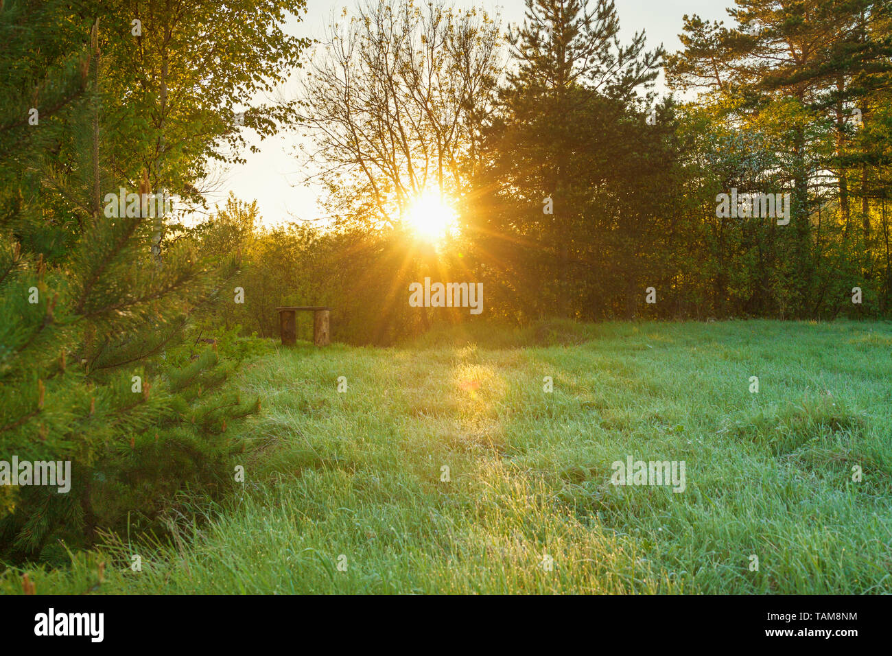 beautiful spring forest landscape with a meadow. sunrise sun shines ...
