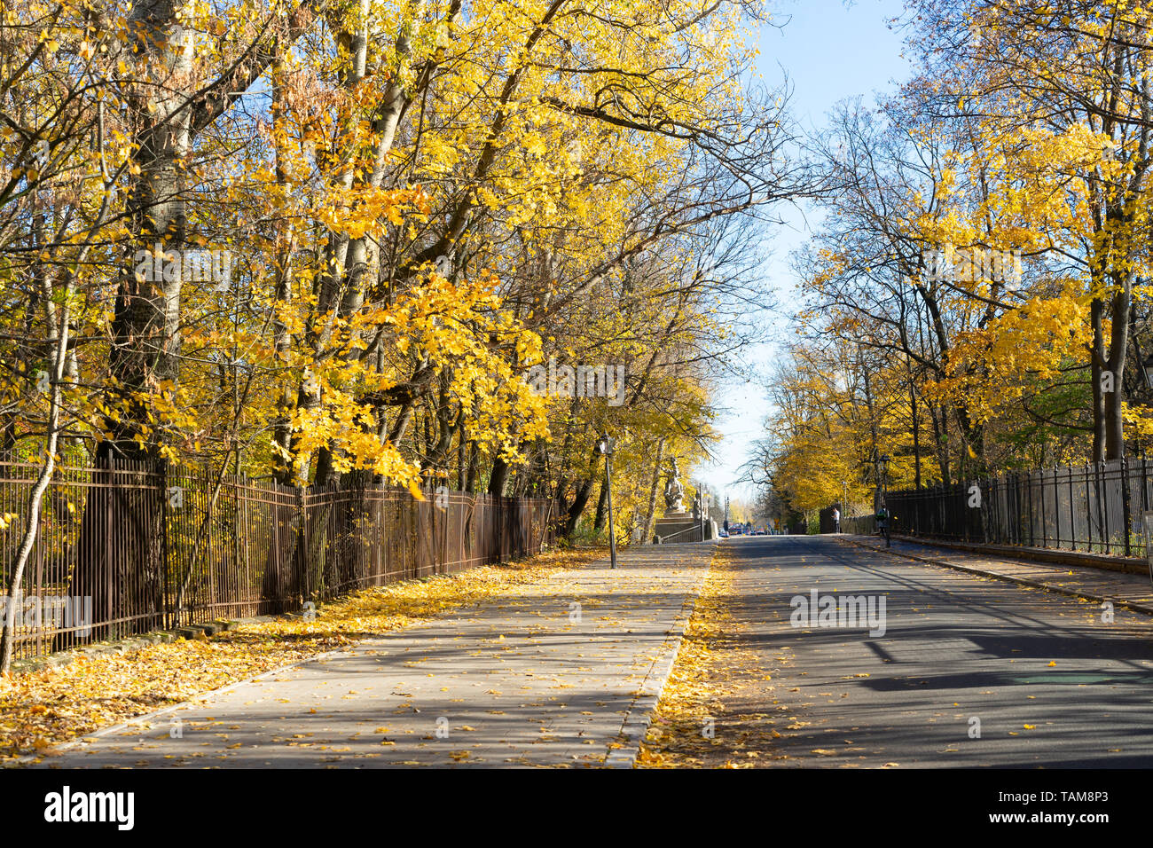 Fresh yellow maple fall tree foliage on park with paved road Stock ...