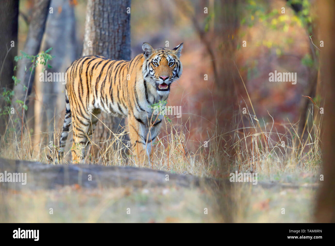 A beautiful female Bengal Tiger (Panthera tigris tigris) in Pench National Park, Madhya Pradesh ...