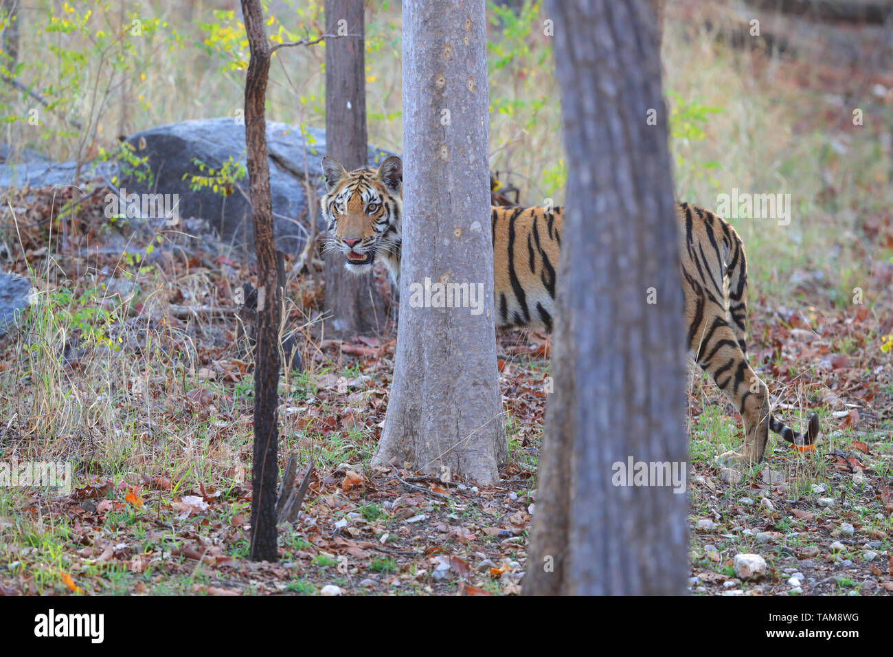 A beautiful female Bengal Tiger (Panthera tigris tigris) in Pench National Park, Madhya Pradesh ...