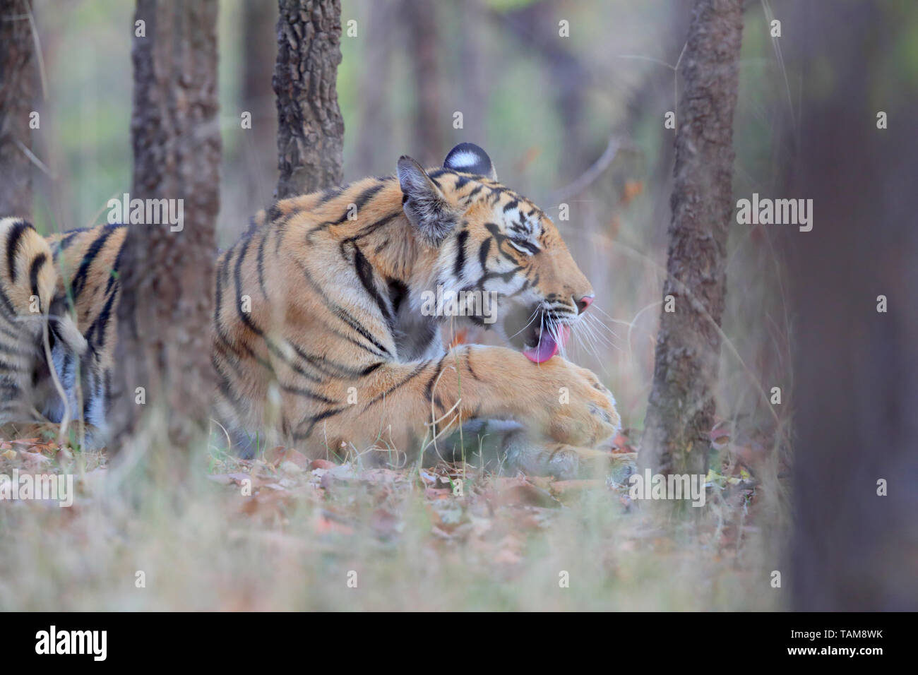A beautiful female Bengal Tiger (Panthera tigris tigris) in Pench National Park, Madhya Pradesh ...