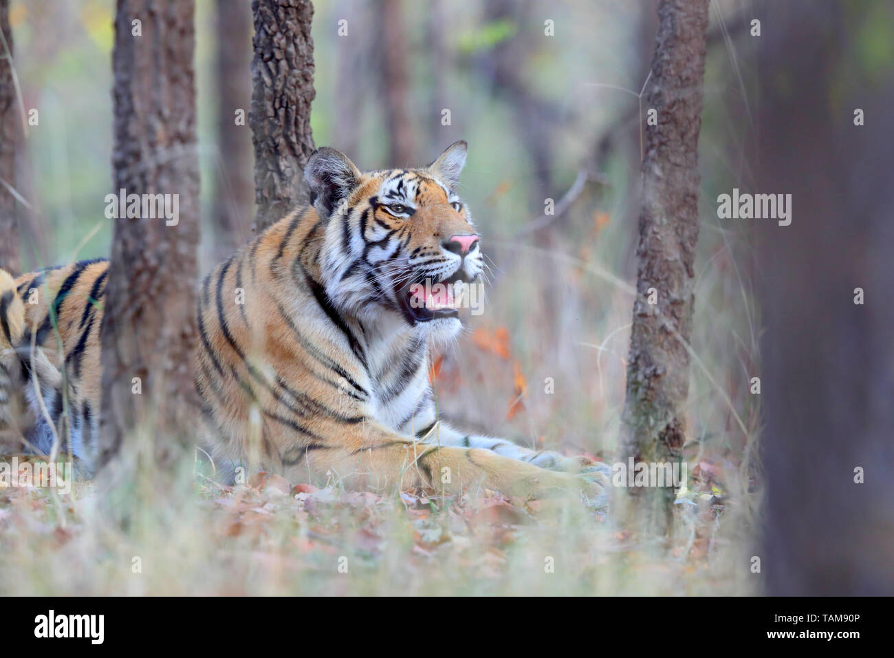 A beautiful female Bengal Tiger (Panthera tigris tigris) in Pench National Park, Madhya Pradesh ...