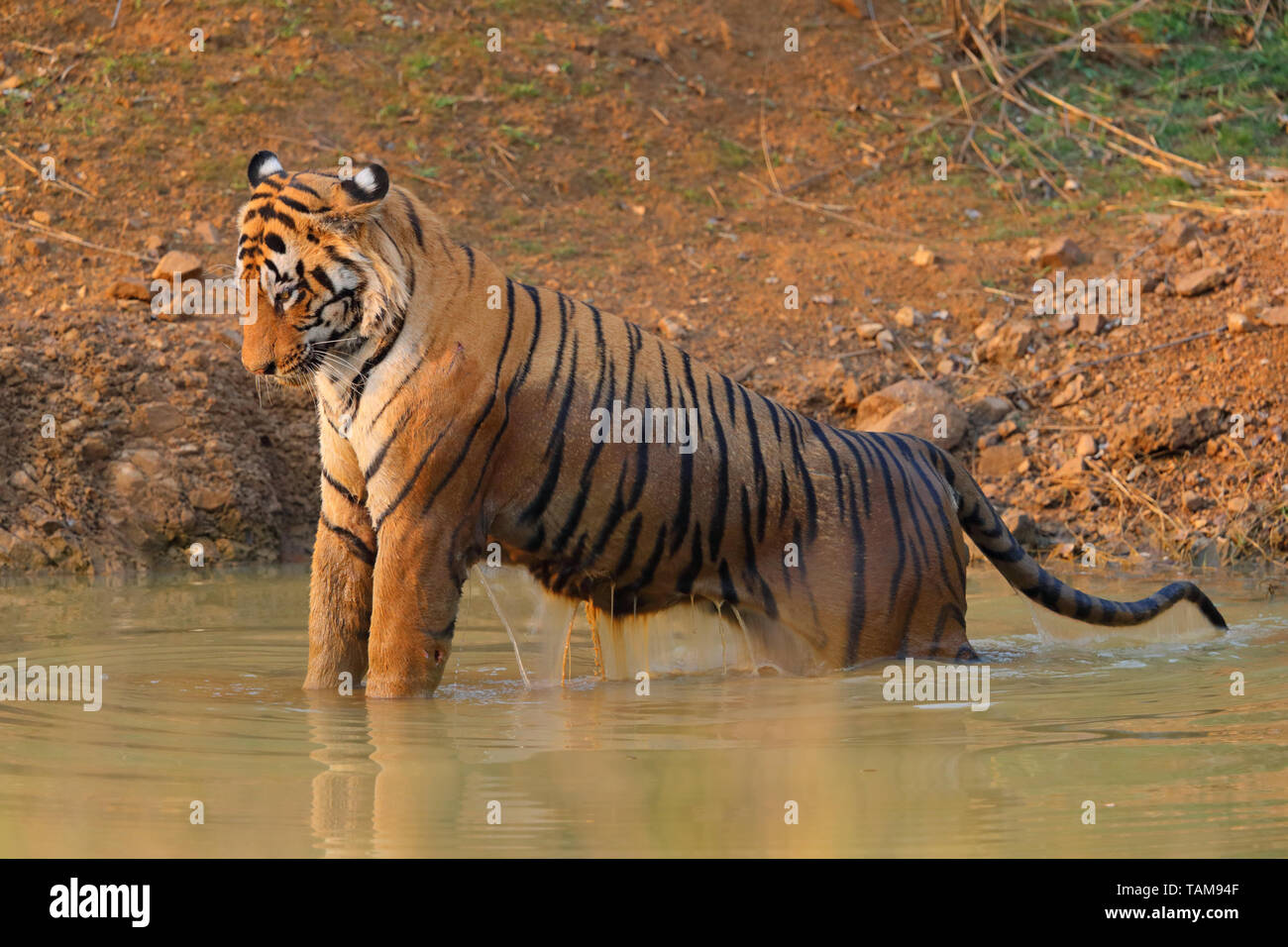 Adult male Bengal Tiger (Panthera tigris tigris) in Tadoba-Andhari ...