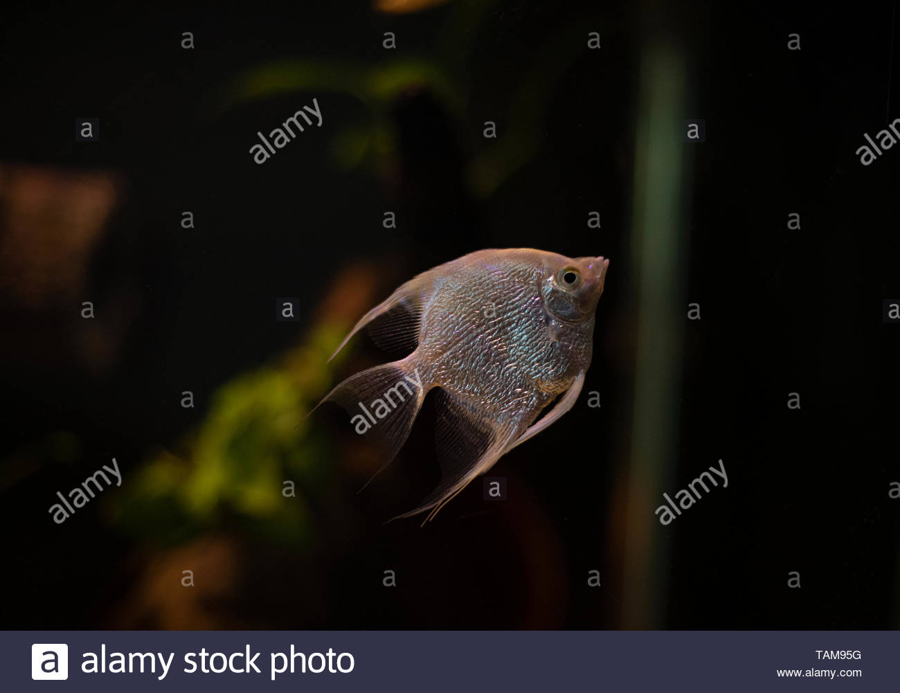 Sand Angel Stock Photos & Sand Angel Stock Images - Alamy