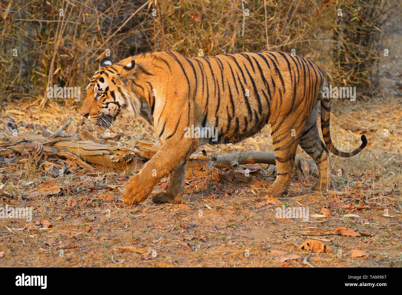 Adult male Bengal Tiger (Panthera tigris tigris) in Tadoba-Andhari ...