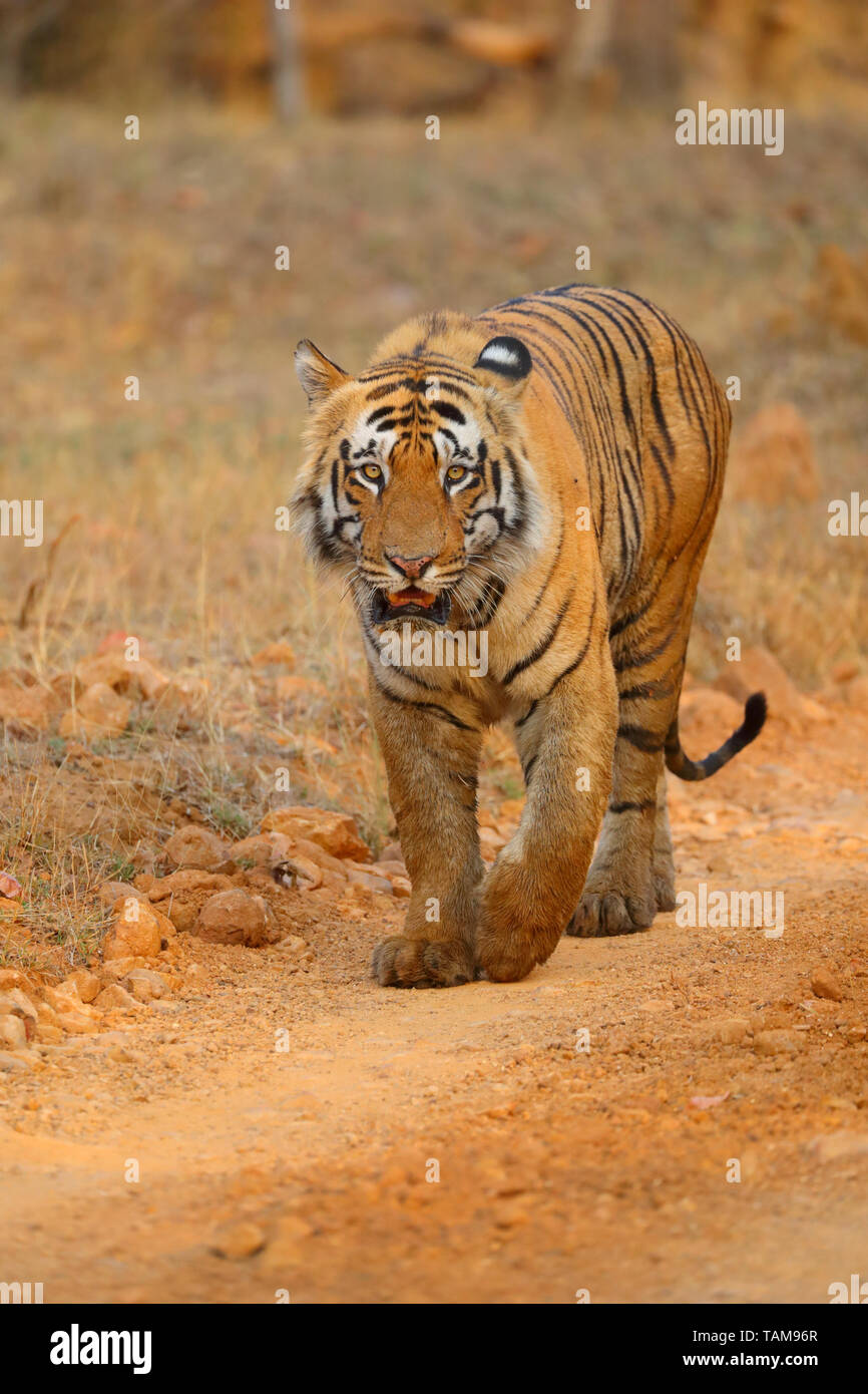 Male bengal tiger hi-res stock photography and images - Alamy