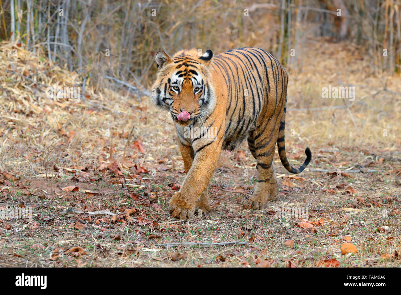 Chota matka hi-res stock photography and images - Alamy