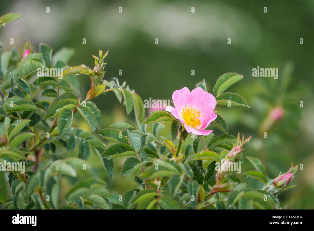 Rosa canina wild rose hi-res stock photography and images - Alamy