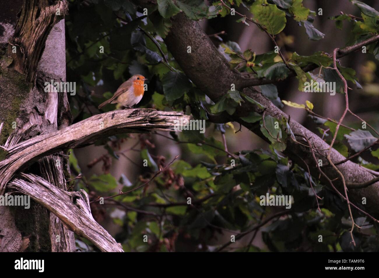 Robin redbreast on woodland branch Stock Photo - Alamy