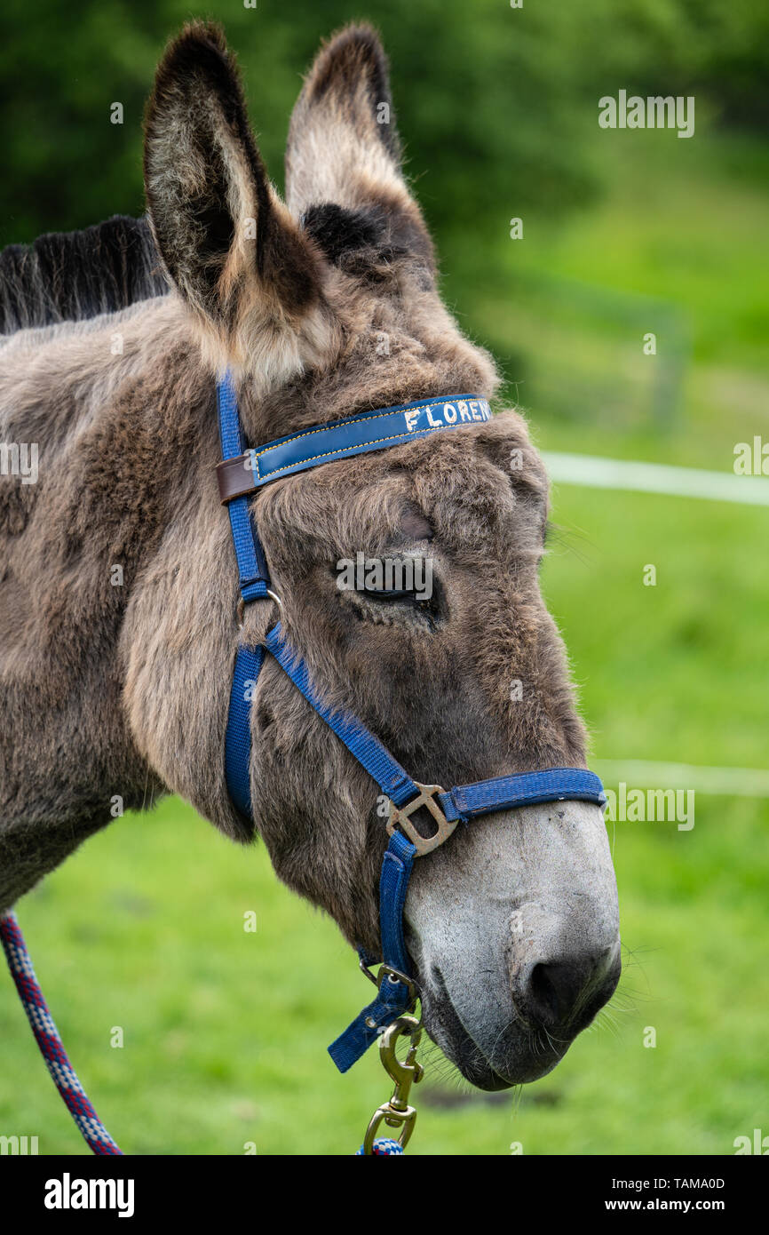 Donkeys, harnessed ready to provide traditional donkey rides for ...
