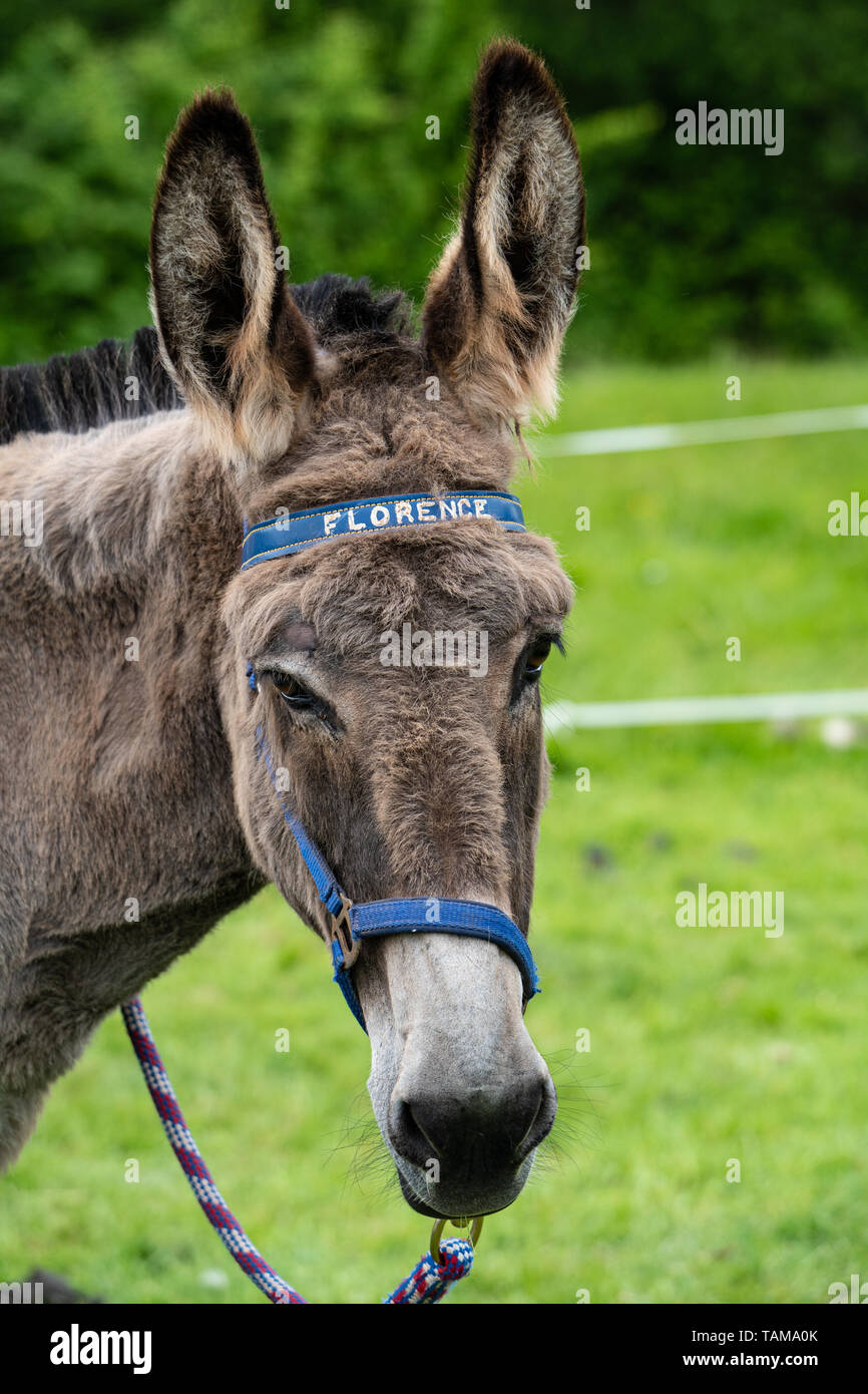 Donkeys, harnessed ready to provide traditional donkey rides for ...