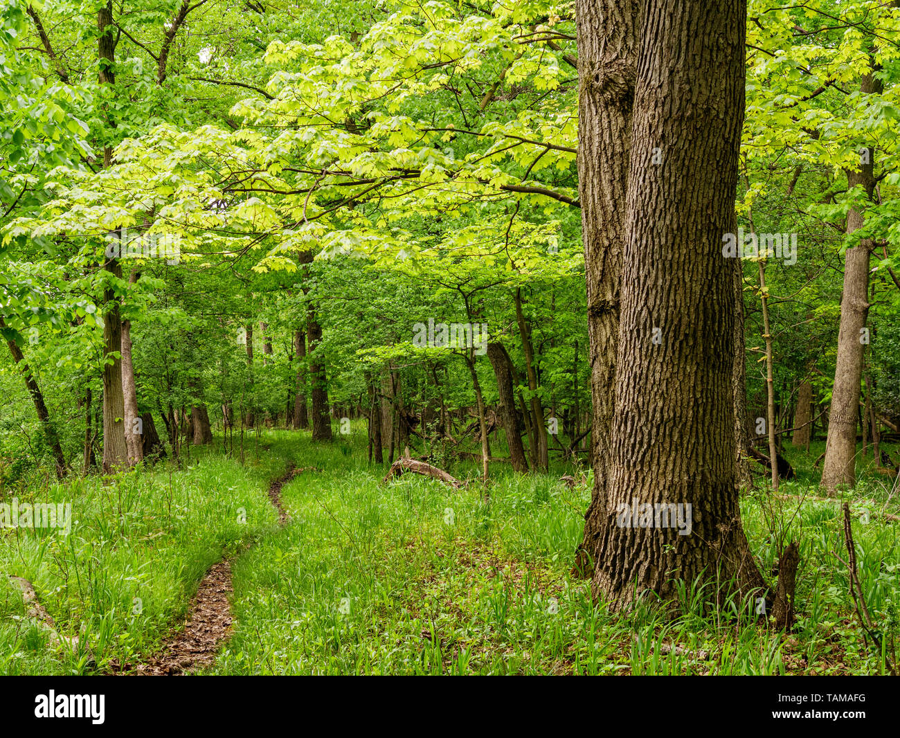 Cook county forest preserve hi-res stock photography and images - Alamy