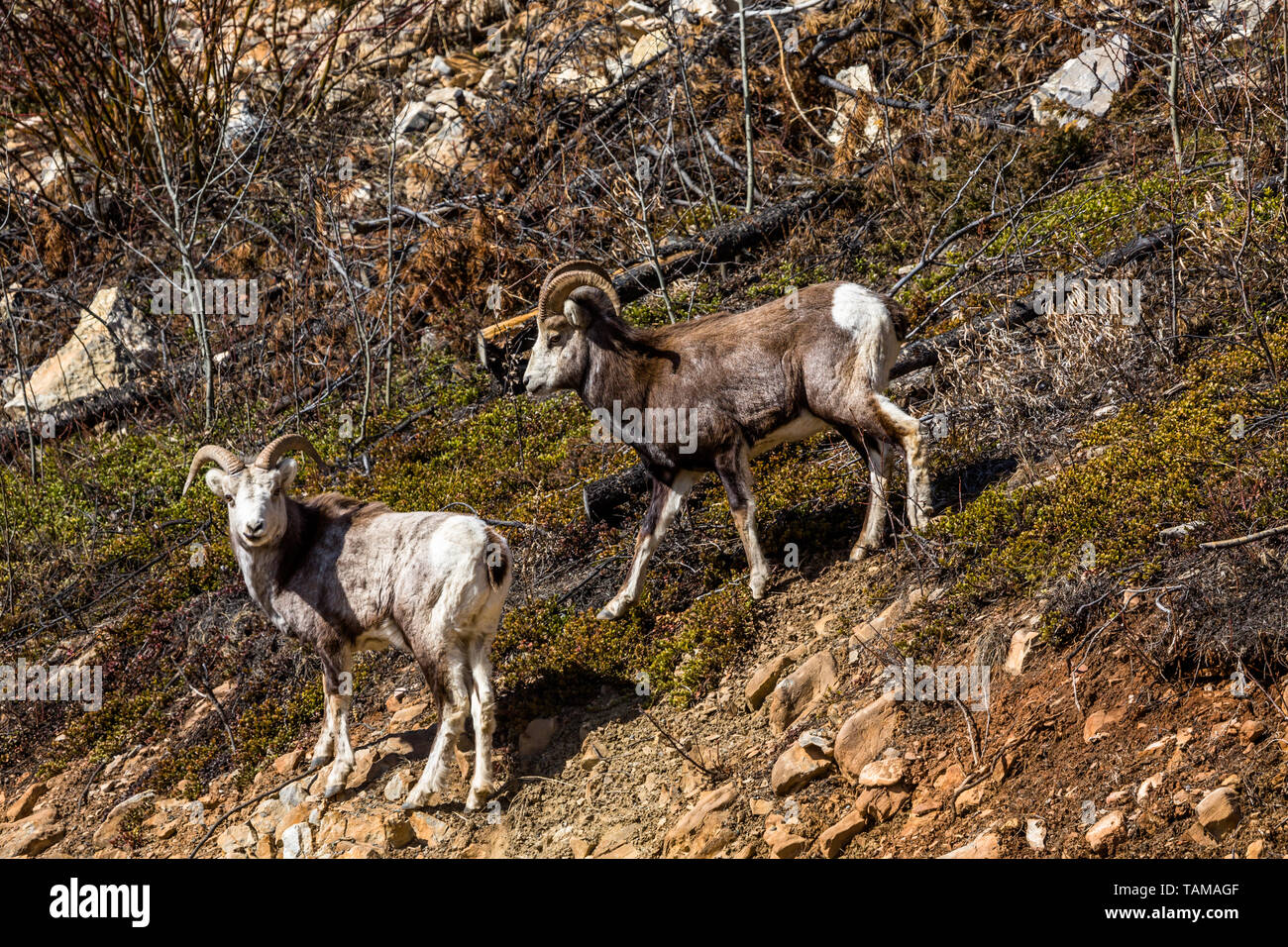 Two young male Stone Sheep (possibly dark-furred Dall's Sheep) standing ...