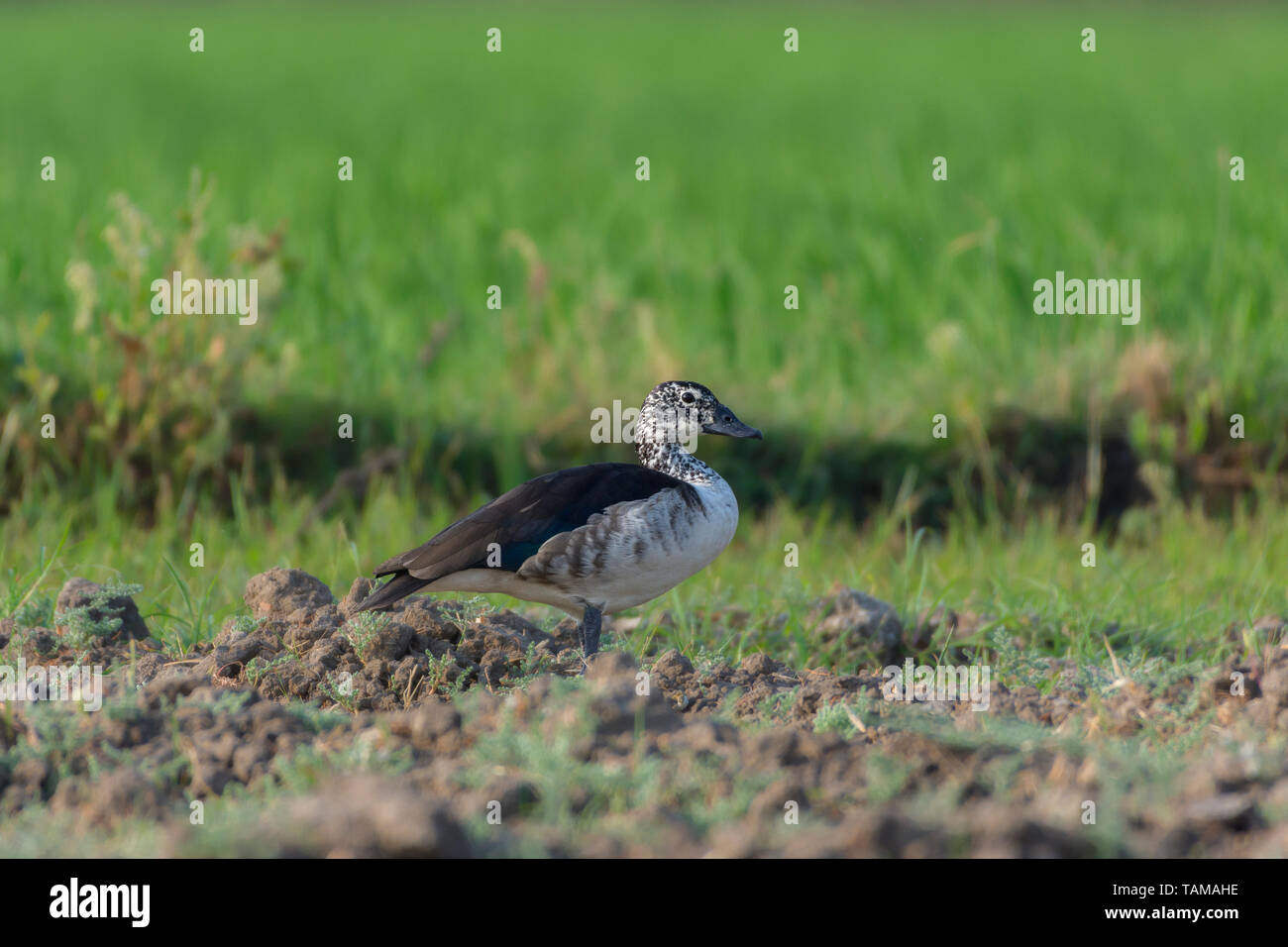 Female Comb Duck (Sarkidiornis sylvicola Stock Photo - Alamy