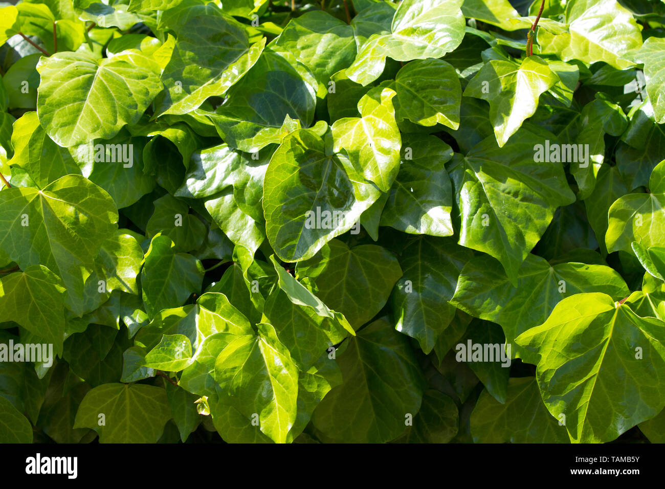 Group of lush green ivy leaves illuminated by the sun as a background ...