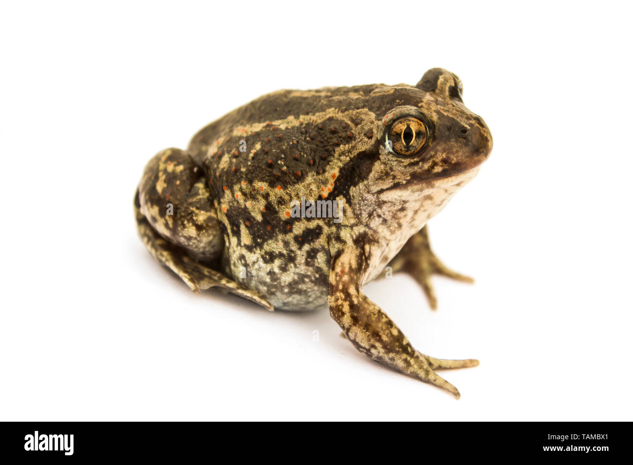 Ground toad isolated on a white background Stock Photo - Alamy