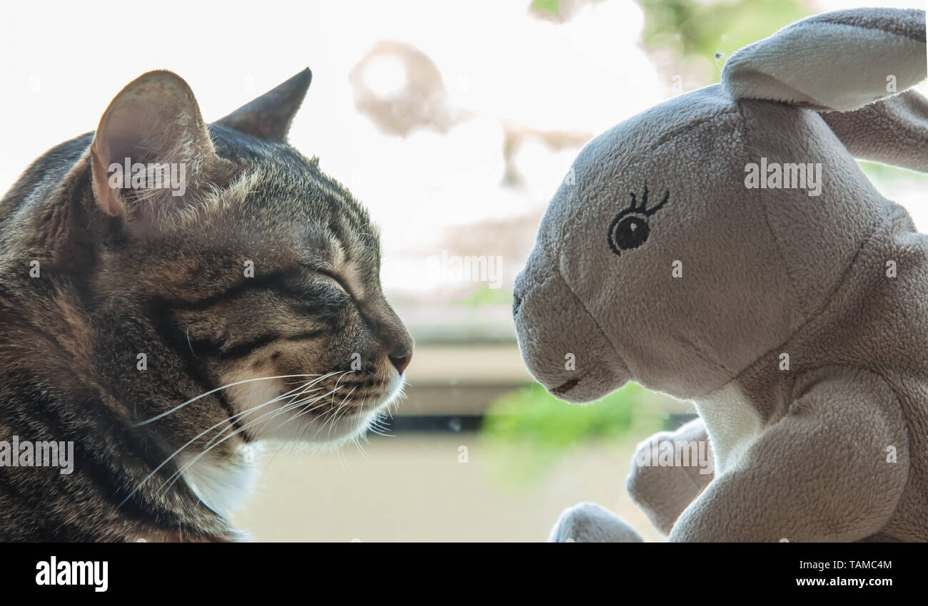 Cute Bunny And Kitten Wallpaper