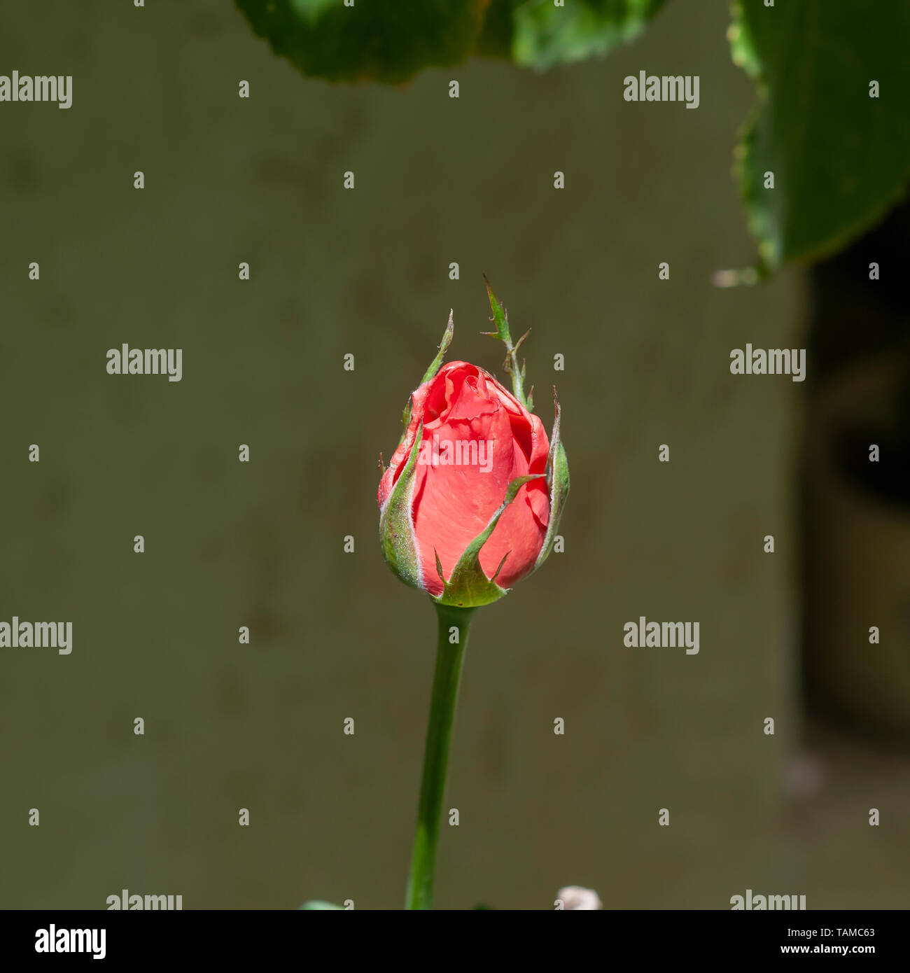 Budding rose hi-res stock photography and images - Alamy
