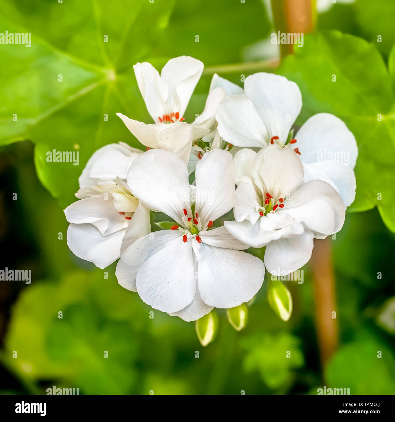 Geranium cultivation hi-res stock photography and images - Alamy