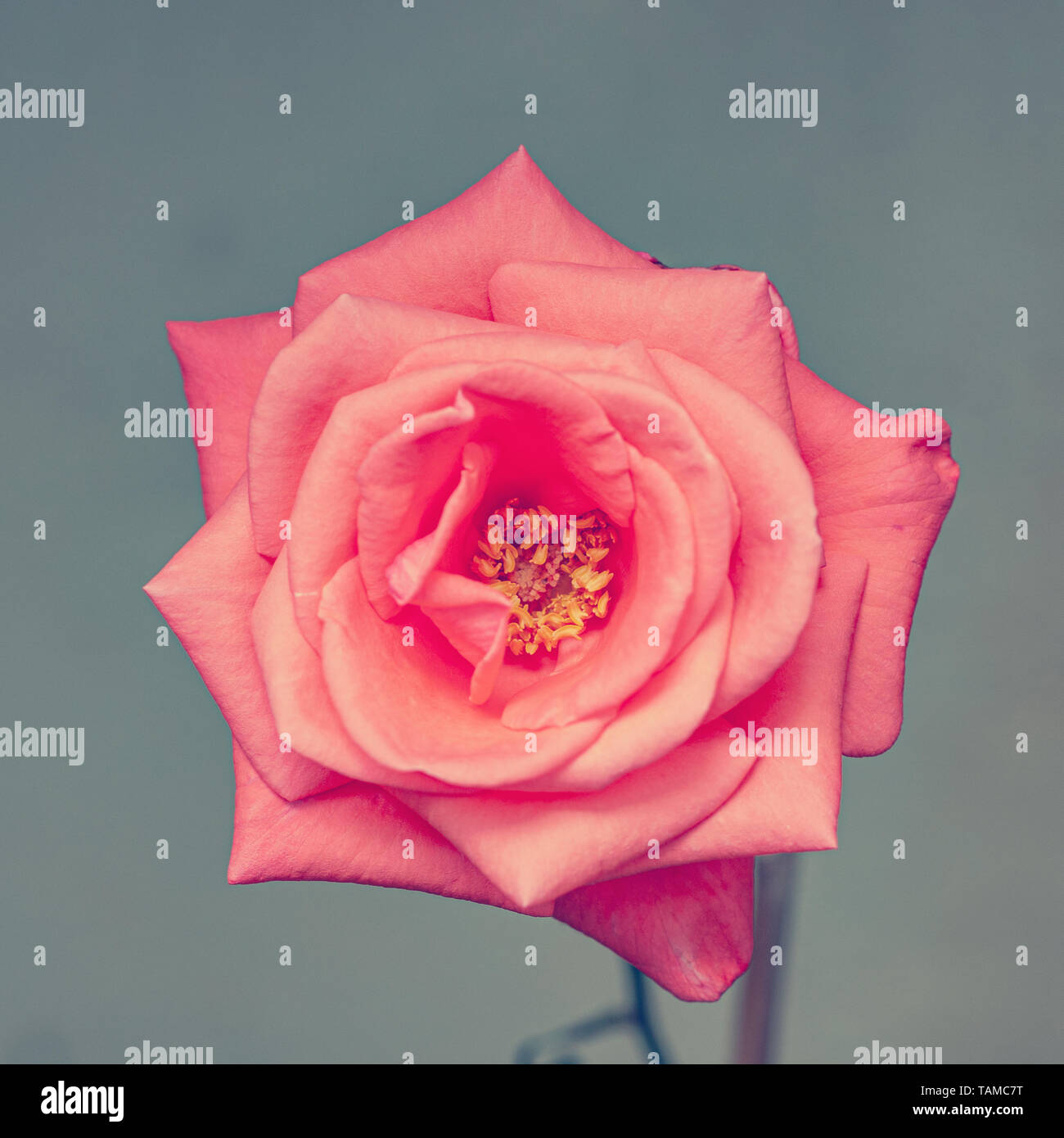 Rose shape salmon hi-res stock photography and images - Alamy