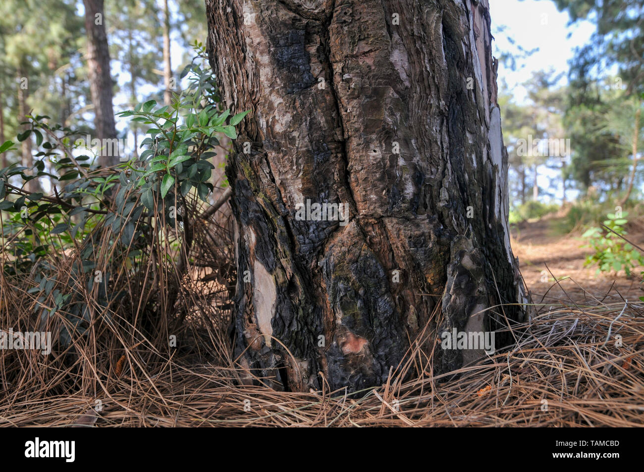 Forest Regrowth after the last fire Scientists on a field trip in an ...