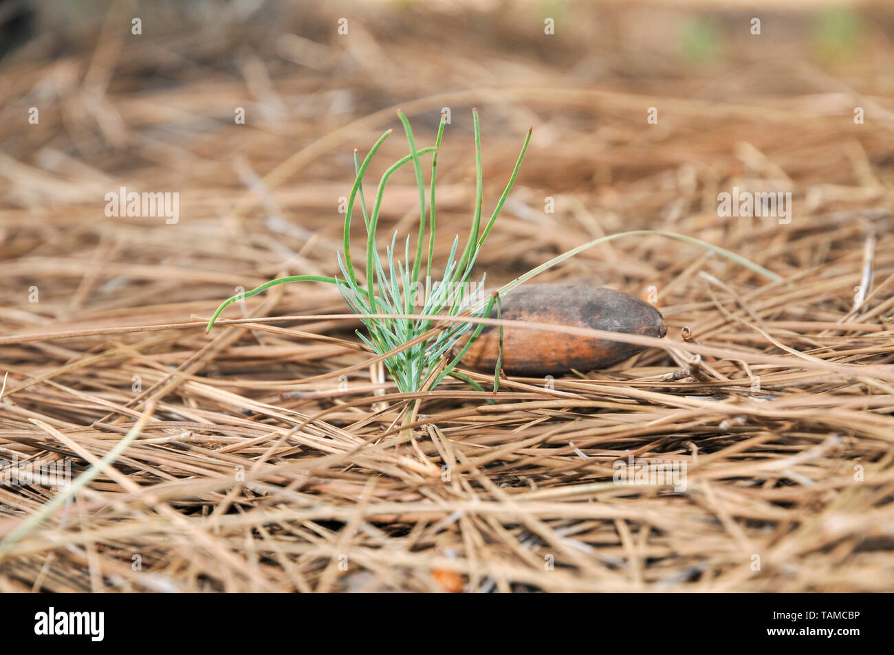 Preventing regrowth hi-res stock photography and images - Alamy