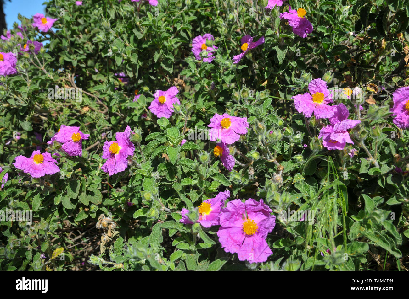 Cistus incanus creticus hi-res stock photography and images - Alamy