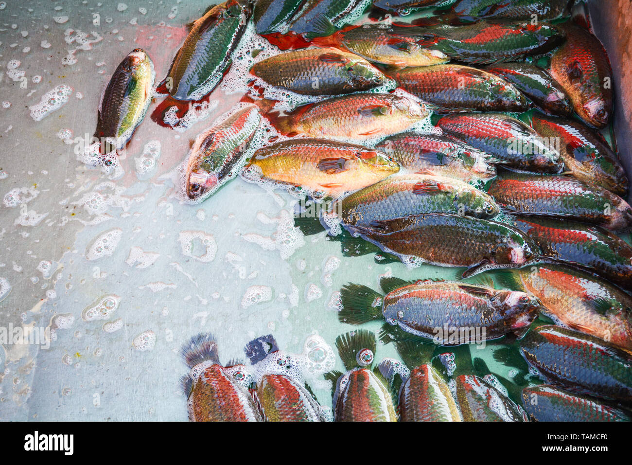 fresh fish climbing perch on the bucket in the market Stock Photo - Alamy