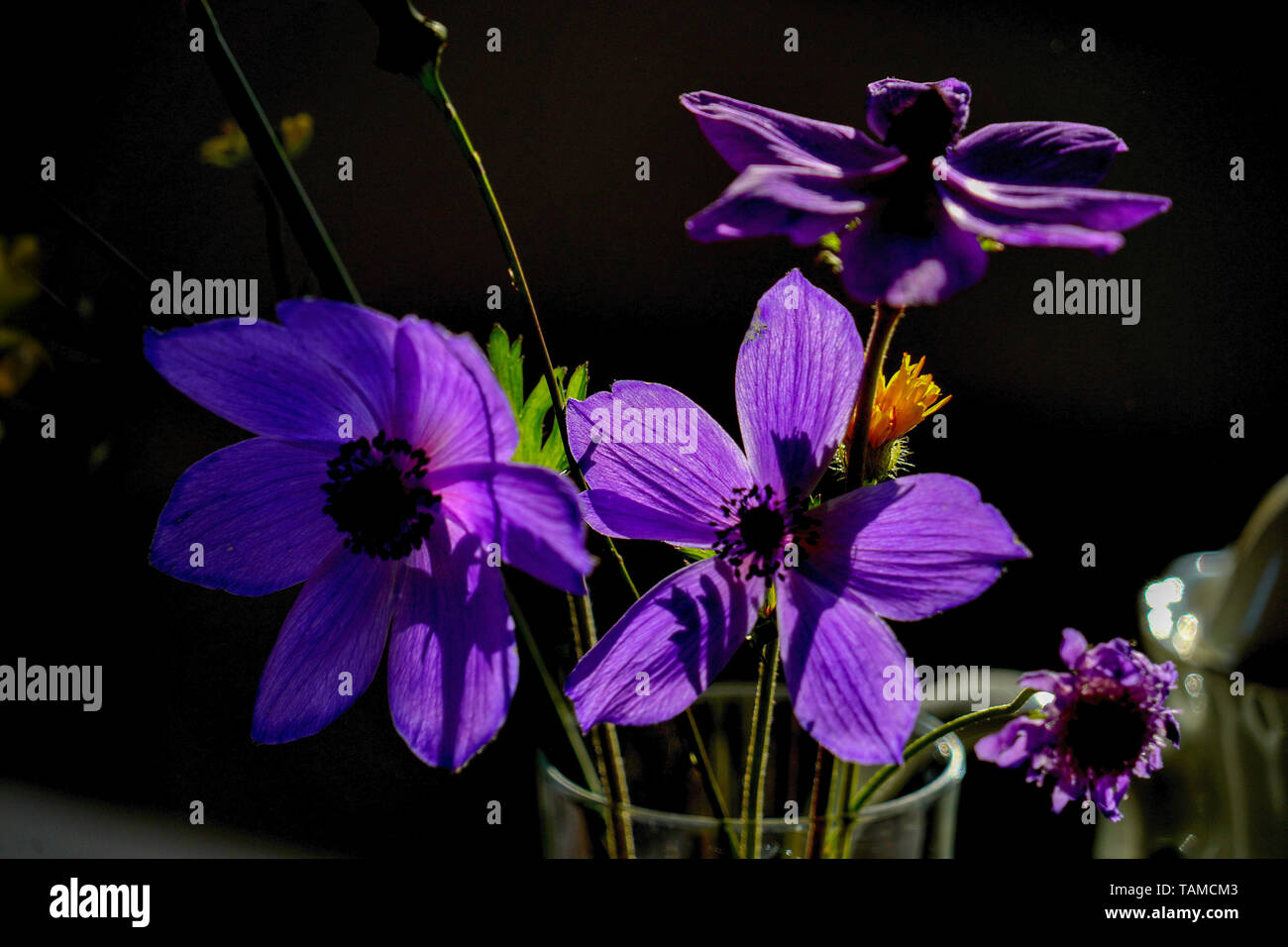 back lit purple flower with dramatic lighting Stock Photo - Alamy