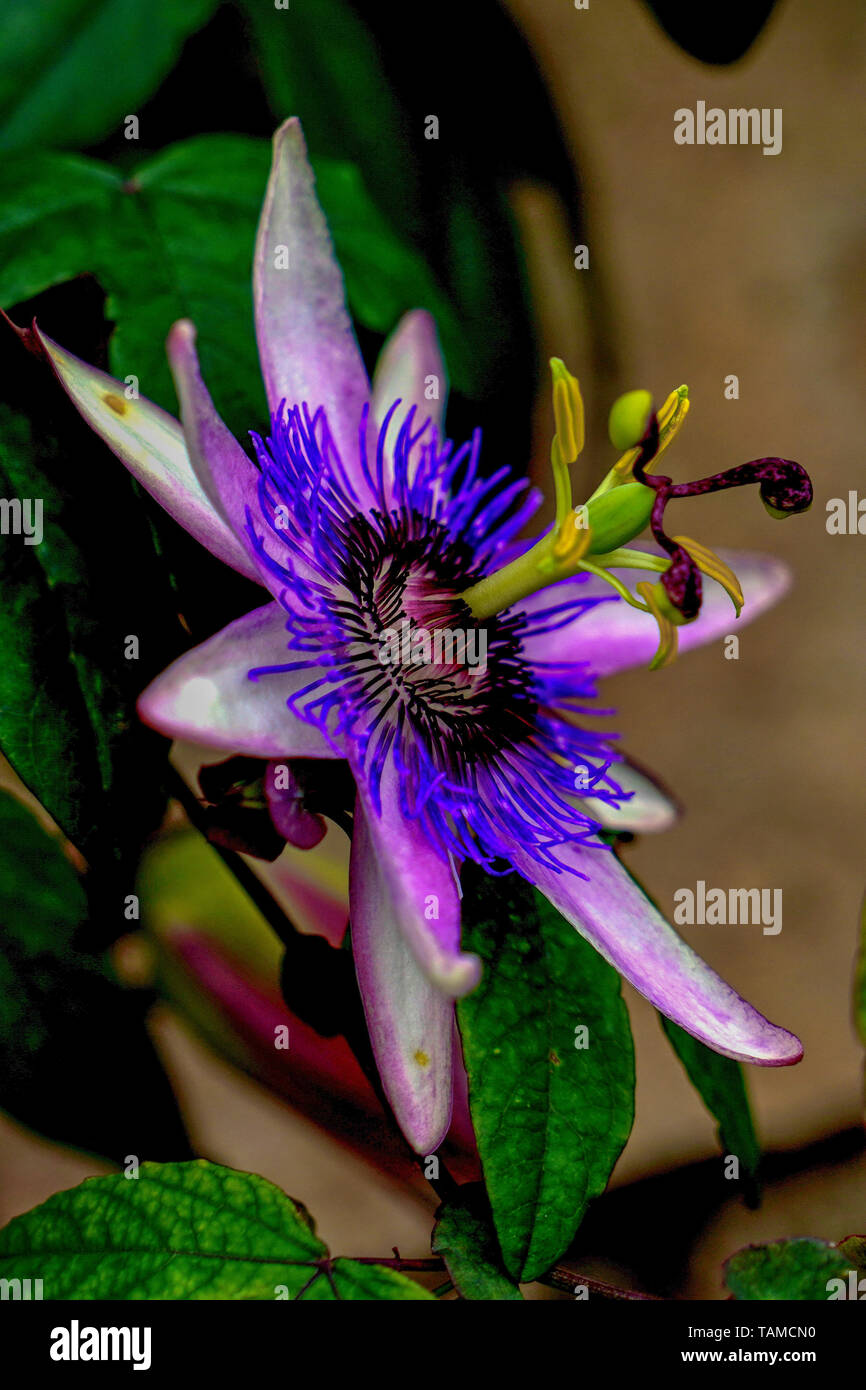 Passiflora, known also as the passion flowers or passion vines, is a ...