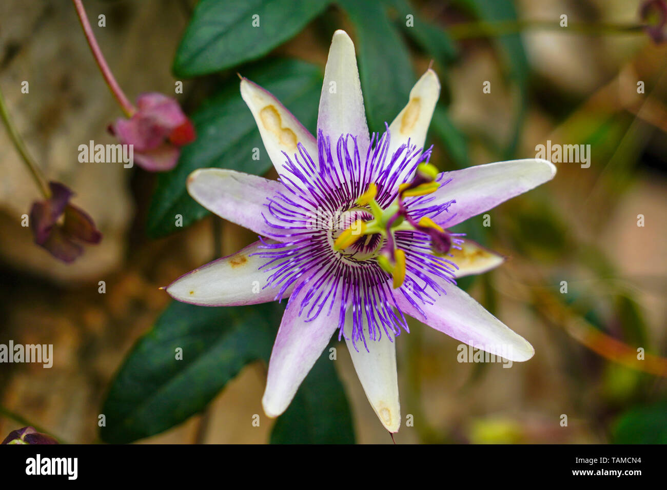 Passiflora, known also as the passion flowers or passion vines, is a ...