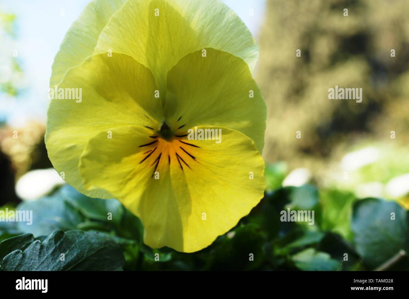 Yellow pansie hi-res stock photography and images - Alamy