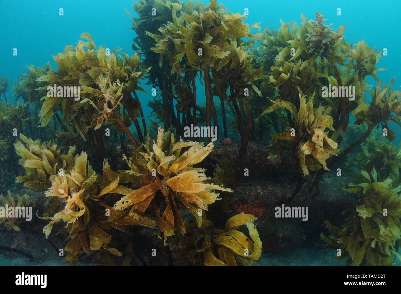 Forest of brown stalked kelp Ecklonia radiata growing on flat rocky ...