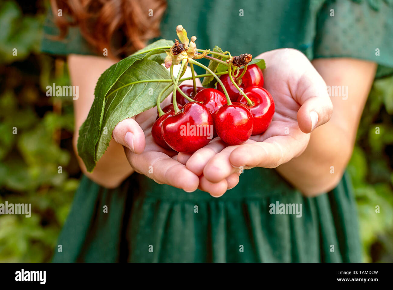 Isolated young woman with big red cherries in her hands. Cherry with ...