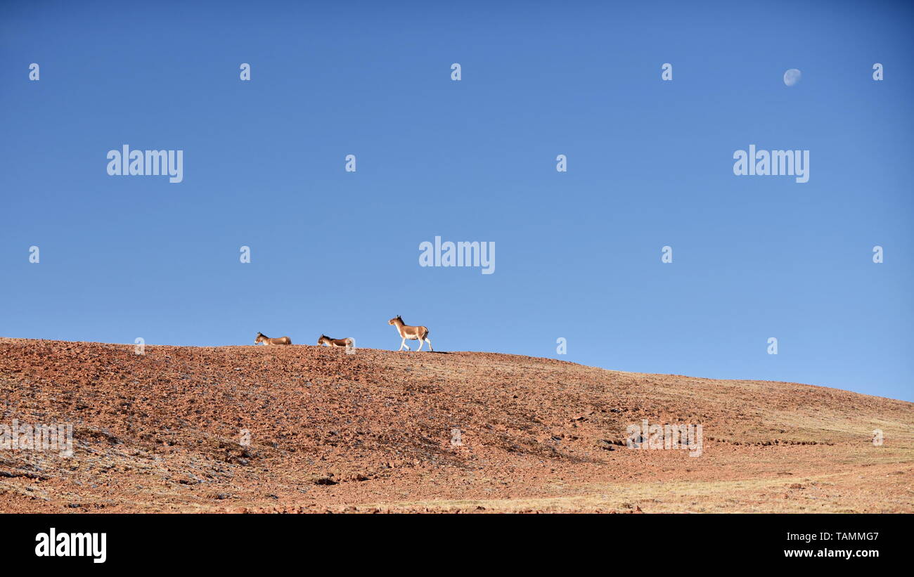 Tibetan wild donkeys hi-res stock photography and images - Alamy