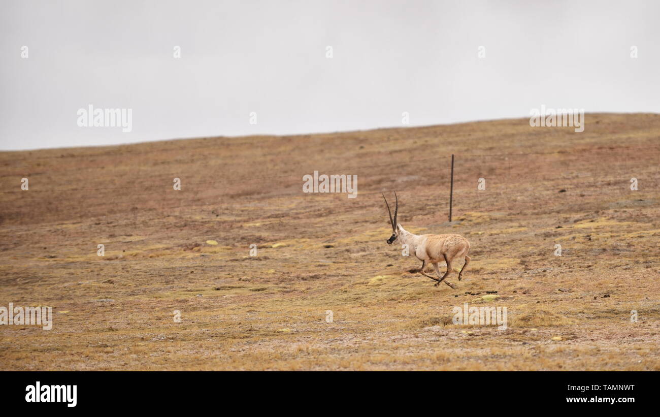 Tibetan antelope tibet hi-res stock photography and images - Alamy