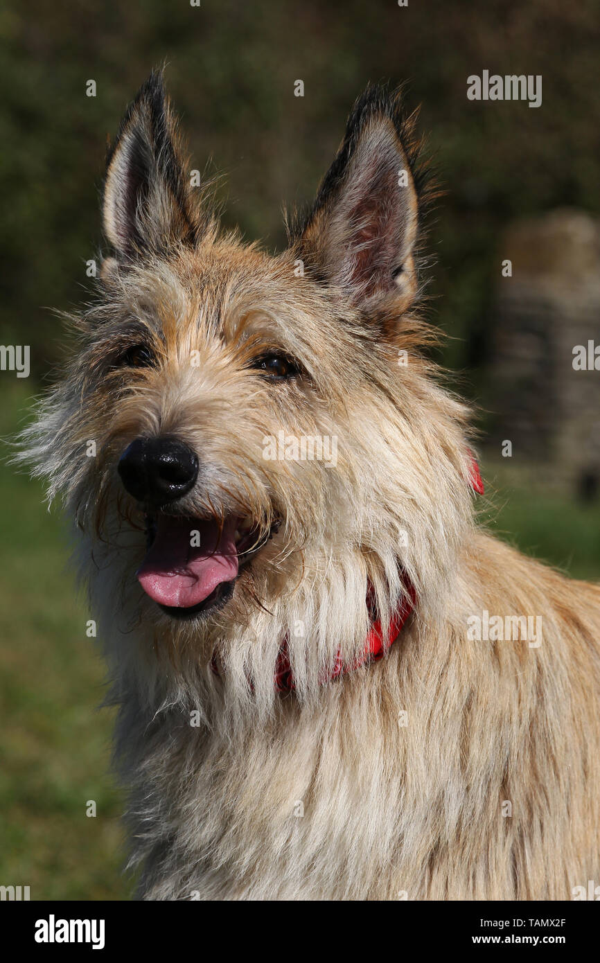 Picardy Shepherd High Resolution Stock Photography and Images - Alamy