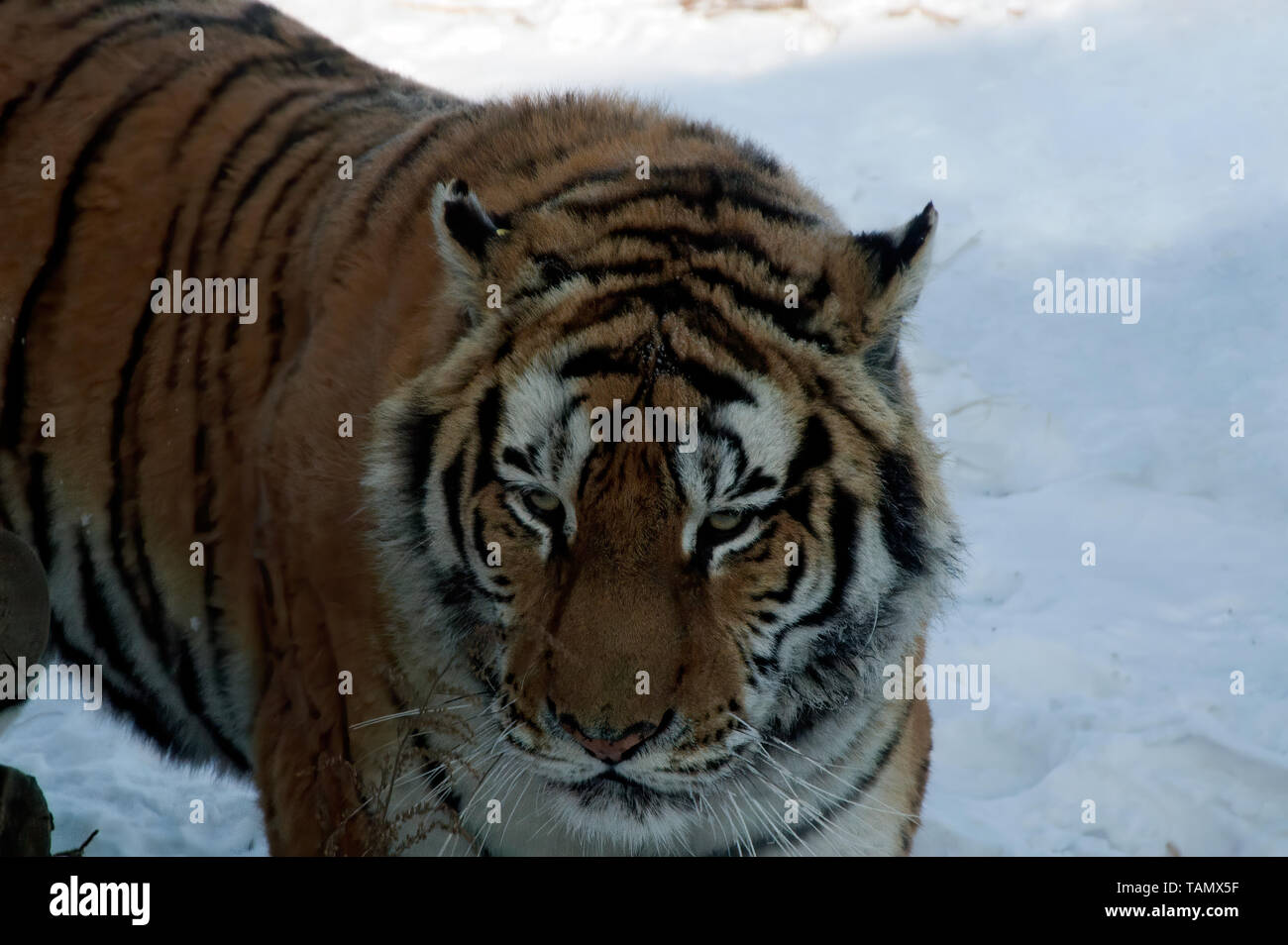 Harbin siberian tiger park hi-res stock photography and images - Alamy