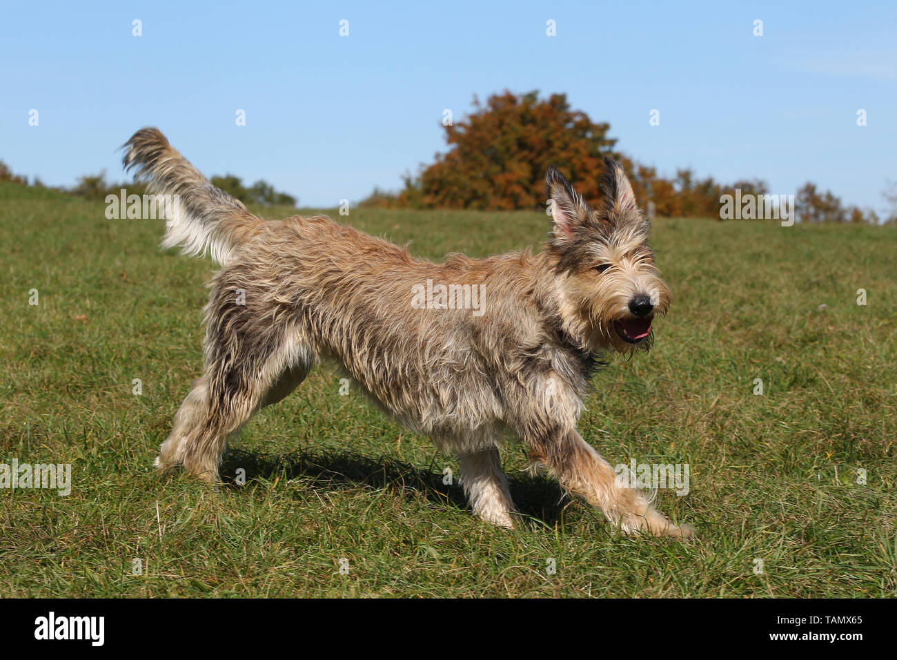 Picardy Shepherd High Resolution Stock Photography and Images - Alamy