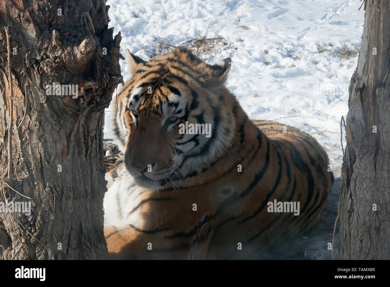 Harbin siberian tiger park hi-res stock photography and images - Alamy