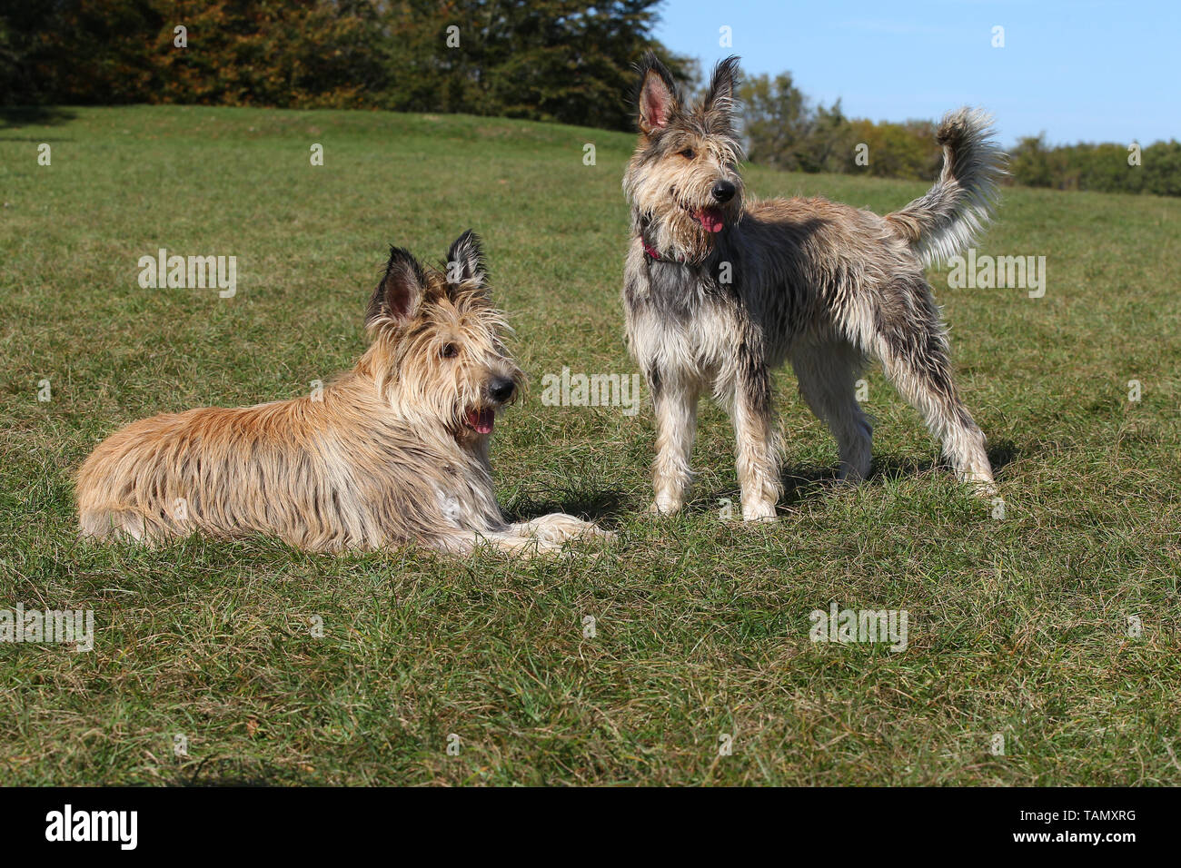 Picardy Shepherd High Resolution Stock Photography and Images - Alamy