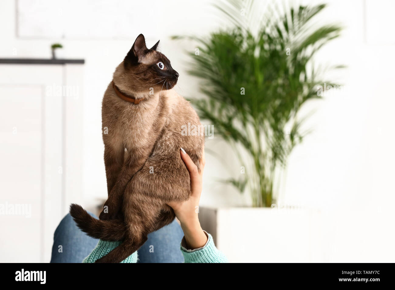 Beautiful middle aged thai woman hi-res stock photography and images ...