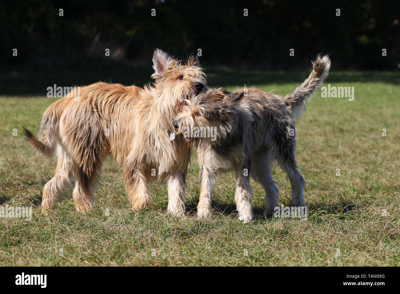 Picardy Shepherd High Resolution Stock Photography and Images - Alamy