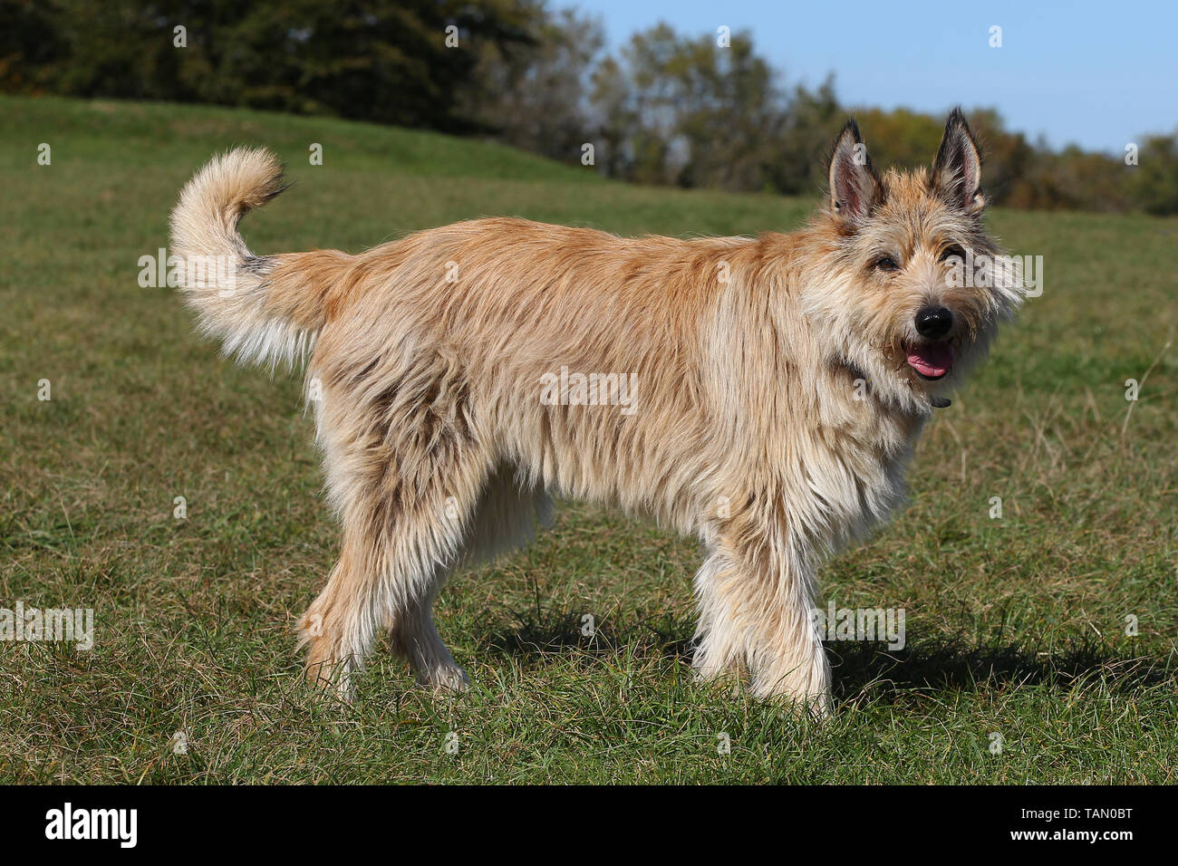Picardy Shepherd High Resolution Stock Photography and Images - Alamy