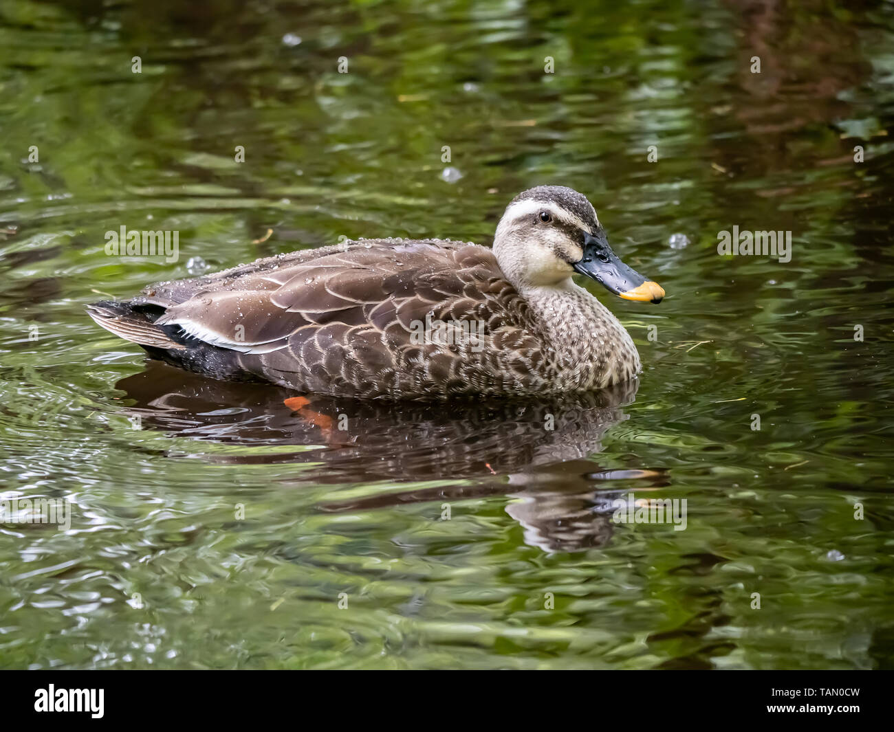 Small shallow pond hi-res stock photography and images - Alamy