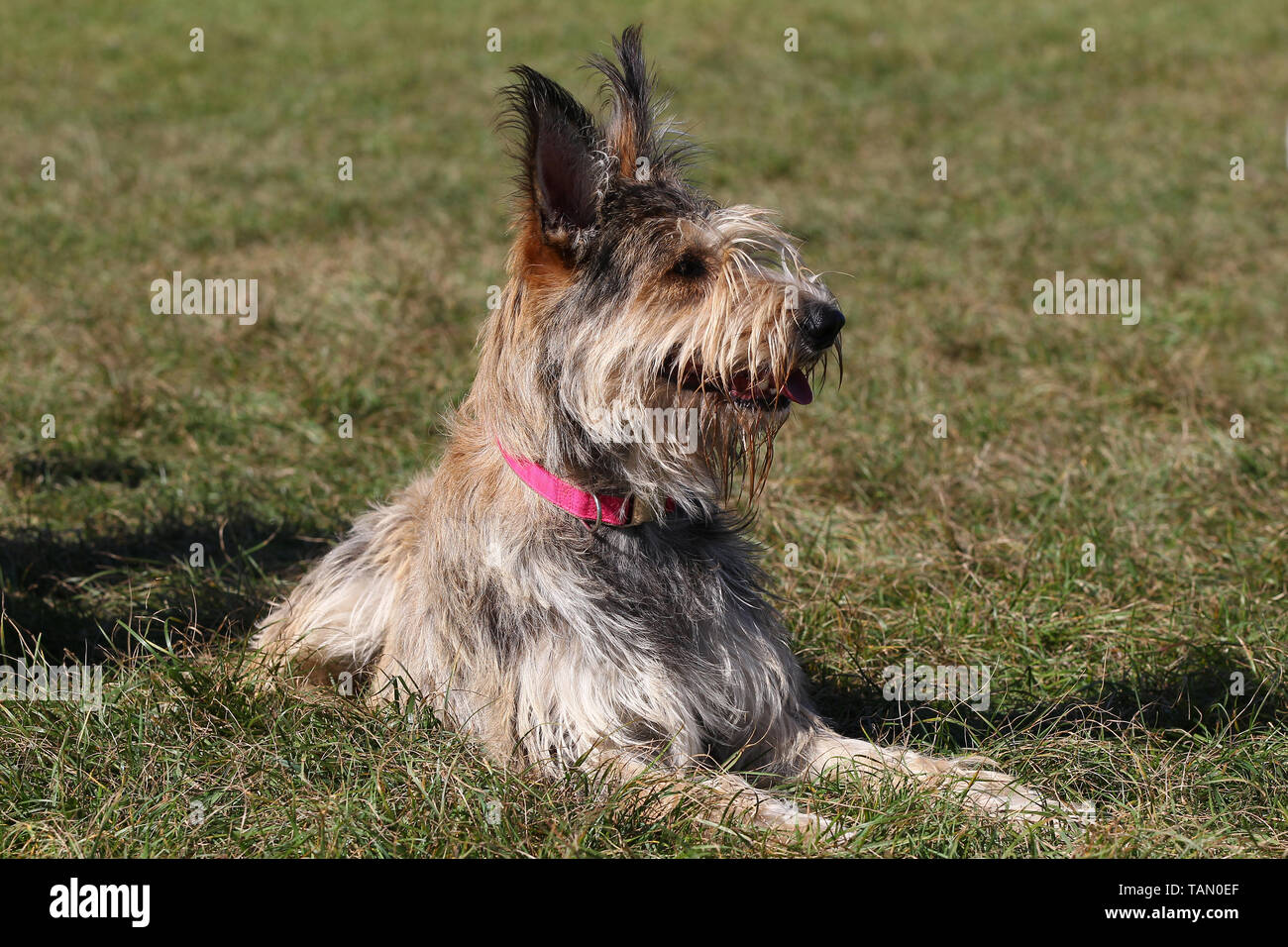 Picardy shepherd hi-res stock photography and images - Alamy