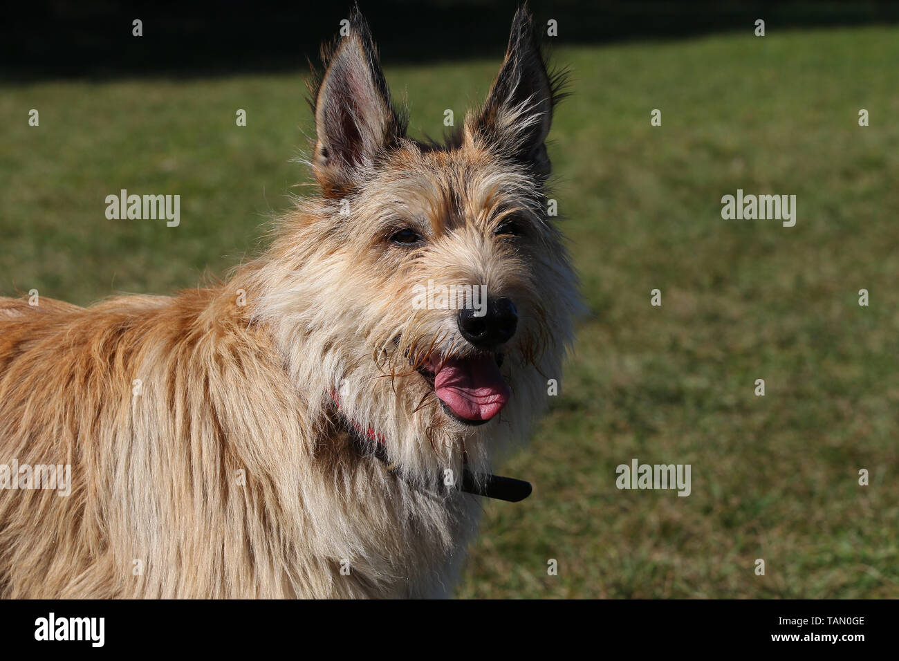 Picardy shepherd hi-res stock photography and images - Alamy