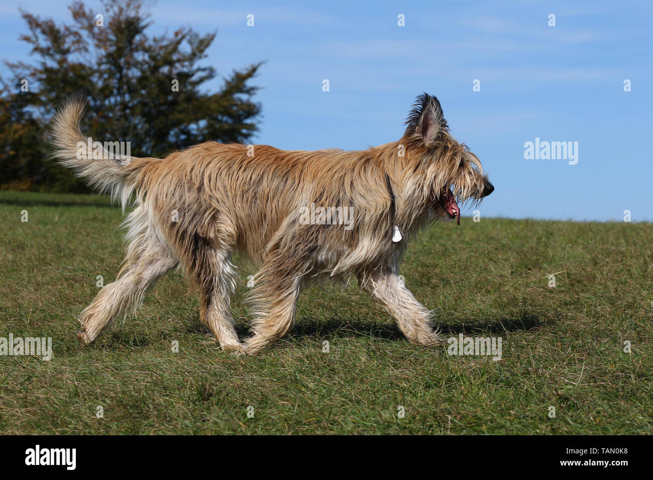 Picardy shepherd hi-res stock photography and images - Alamy